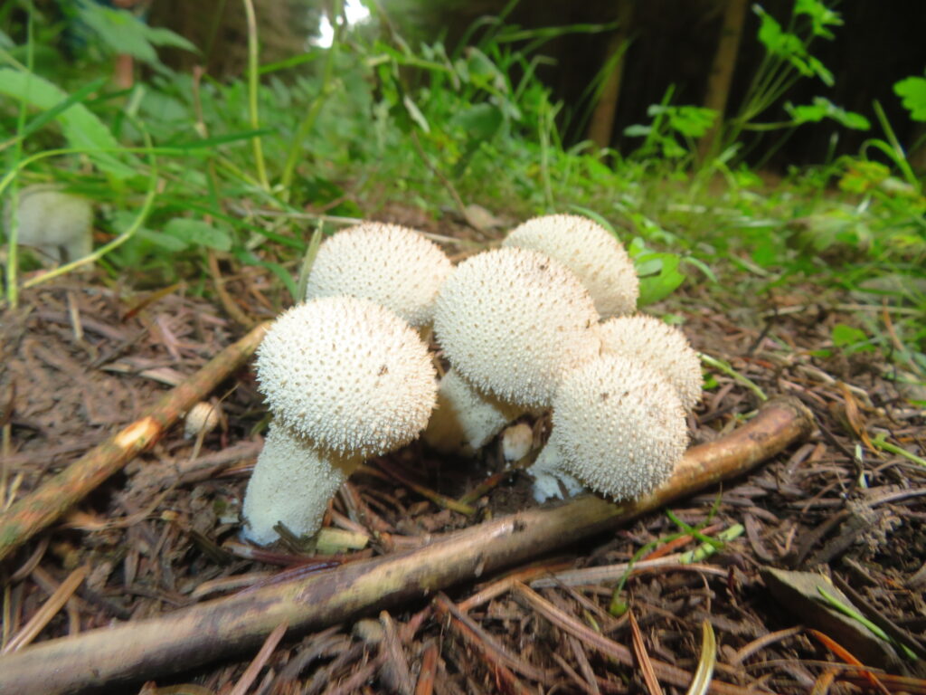 Gallery – Broughtonknowe Wood