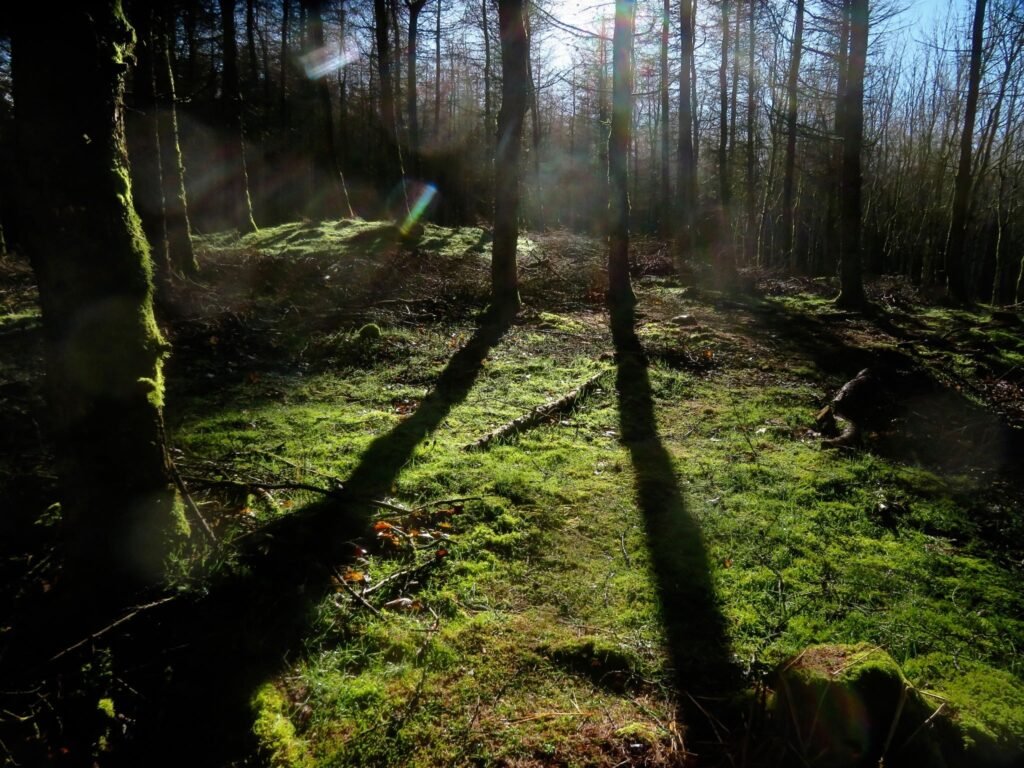 Broughtonknowe Wood